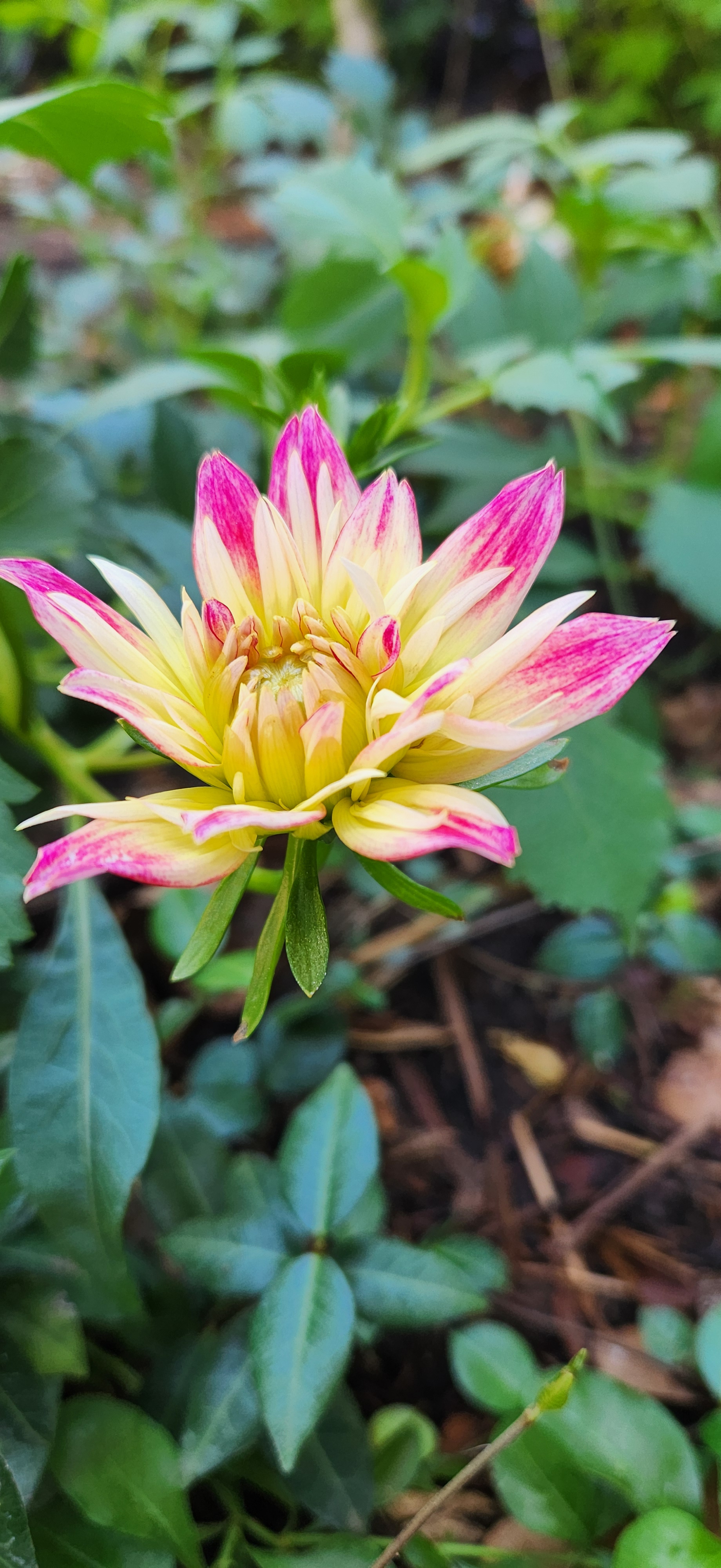 Encouraging Words for Writers: Lessons from the Garden – Summer Rachel ...